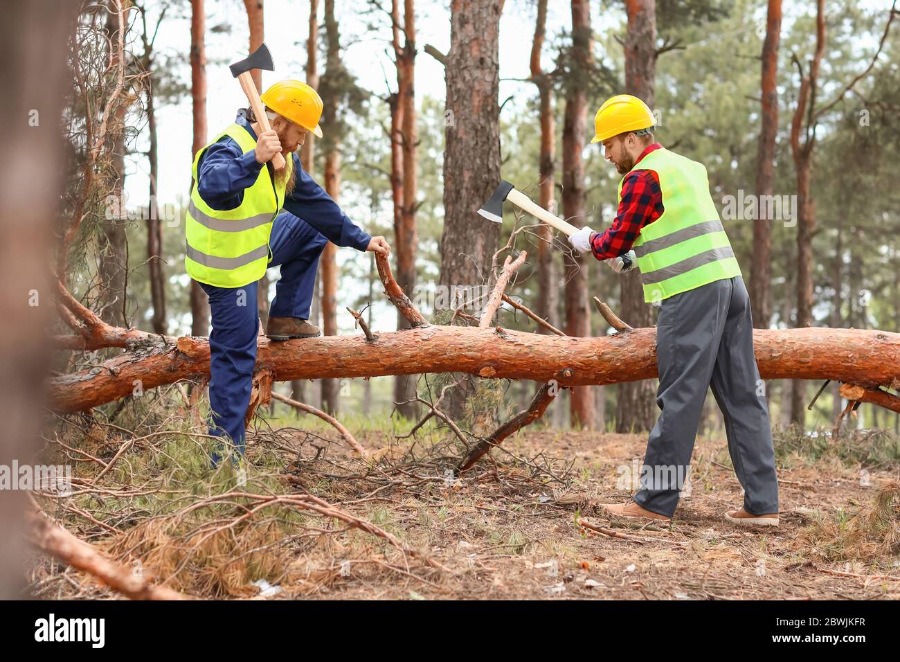 Handsome lumberjacks cutting down trees in forest Stock Photo - Alamy
