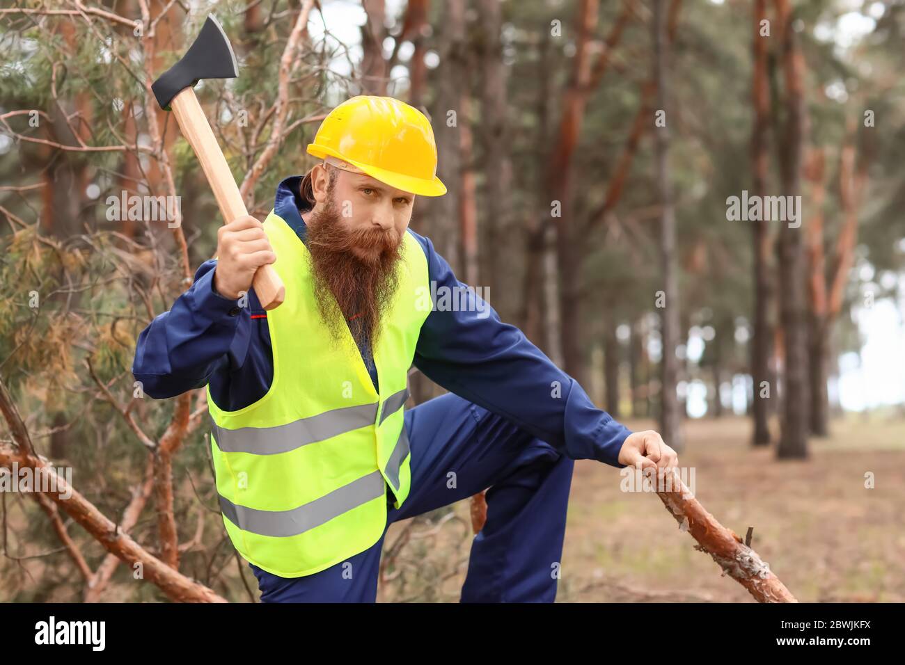 Handsome lumberjack cutting down trees in forest Stock Photo - Alamy