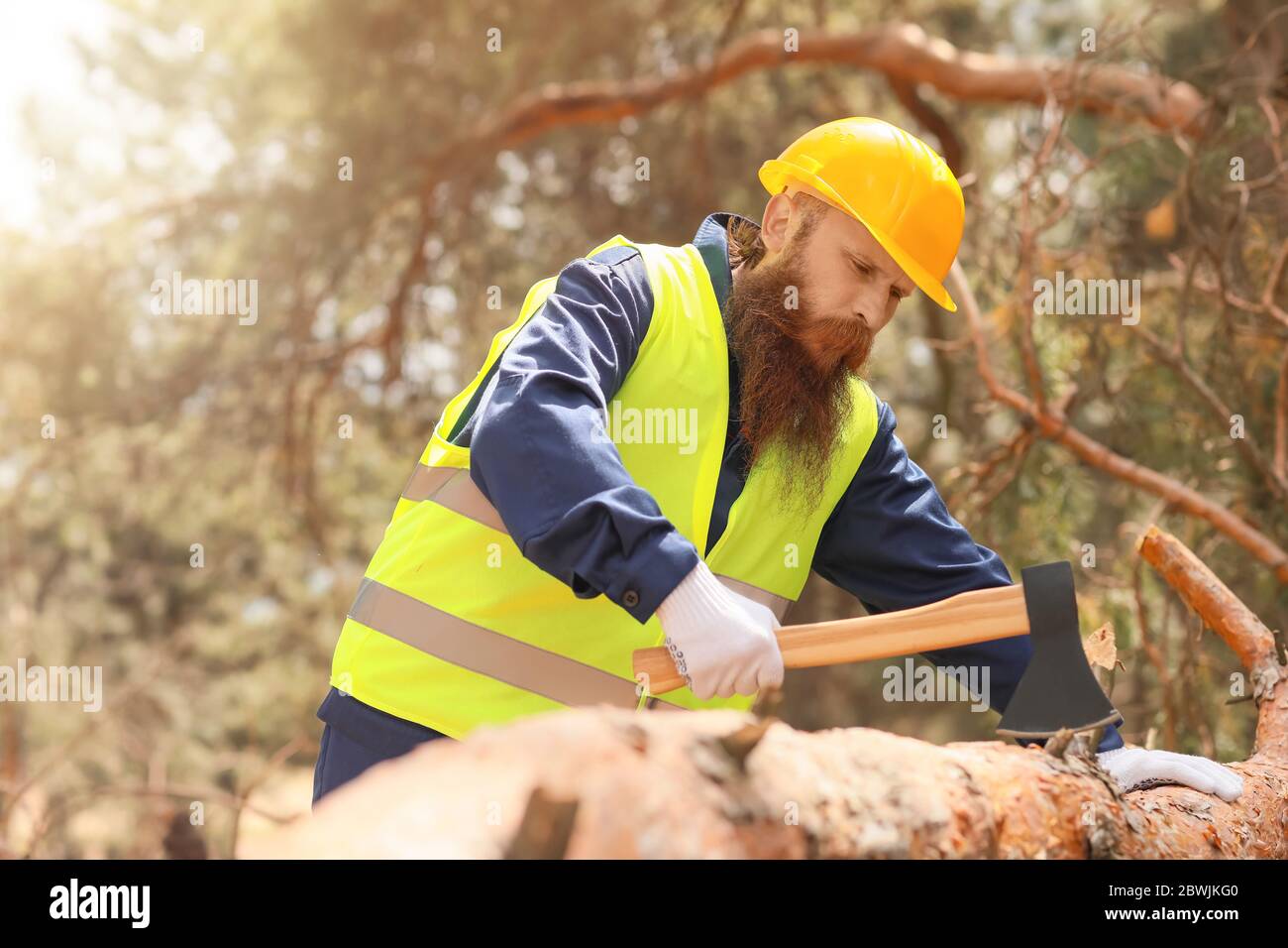 Handsome lumberjack cutting down trees in forest Stock Photo - Alamy