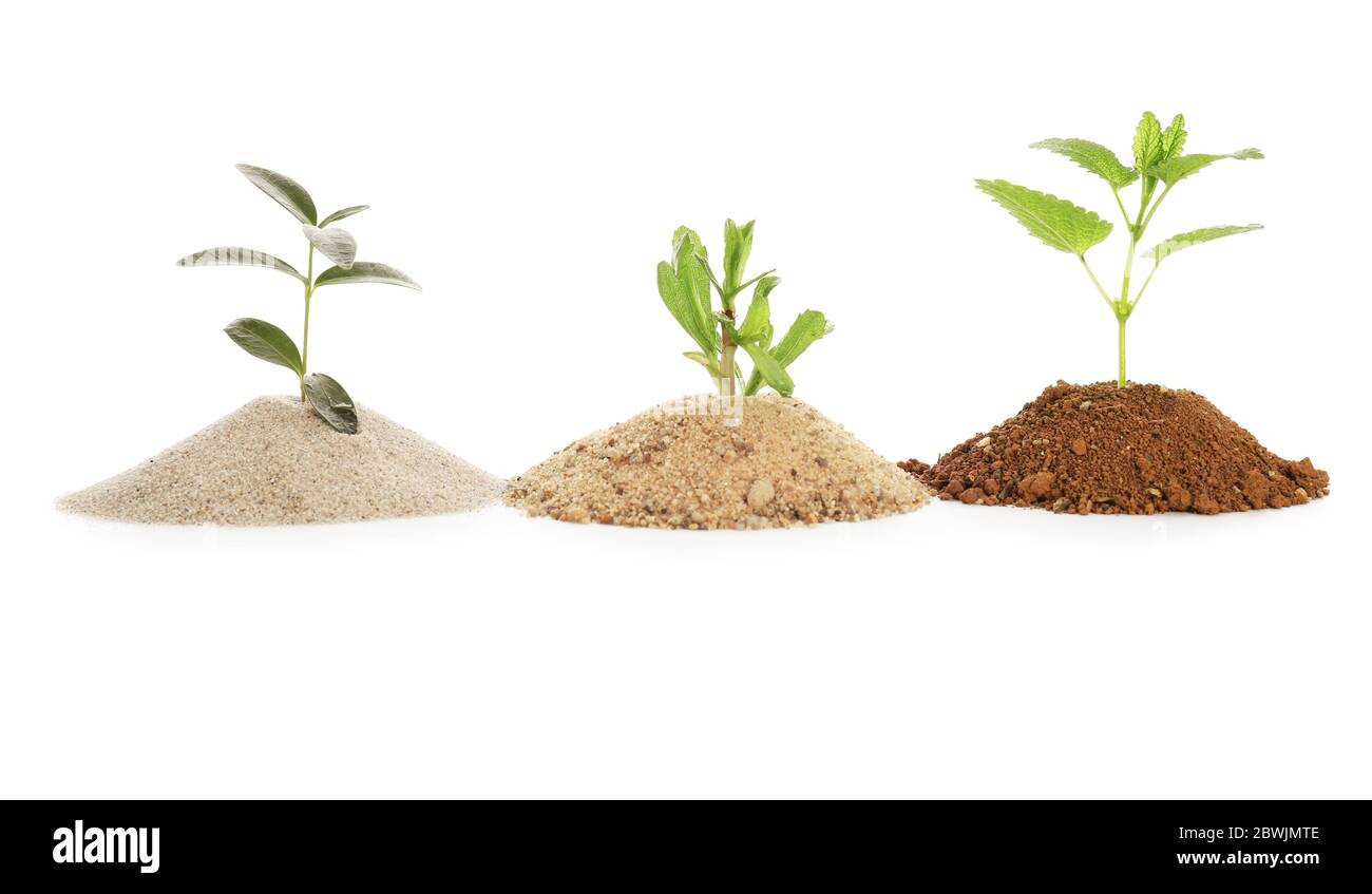 Heaps of different soils with young plants on white background Stock ...