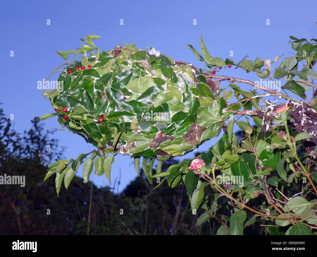 Massive green ant (Rhytidoponera metallica) nest, Glacier Rock walk ...