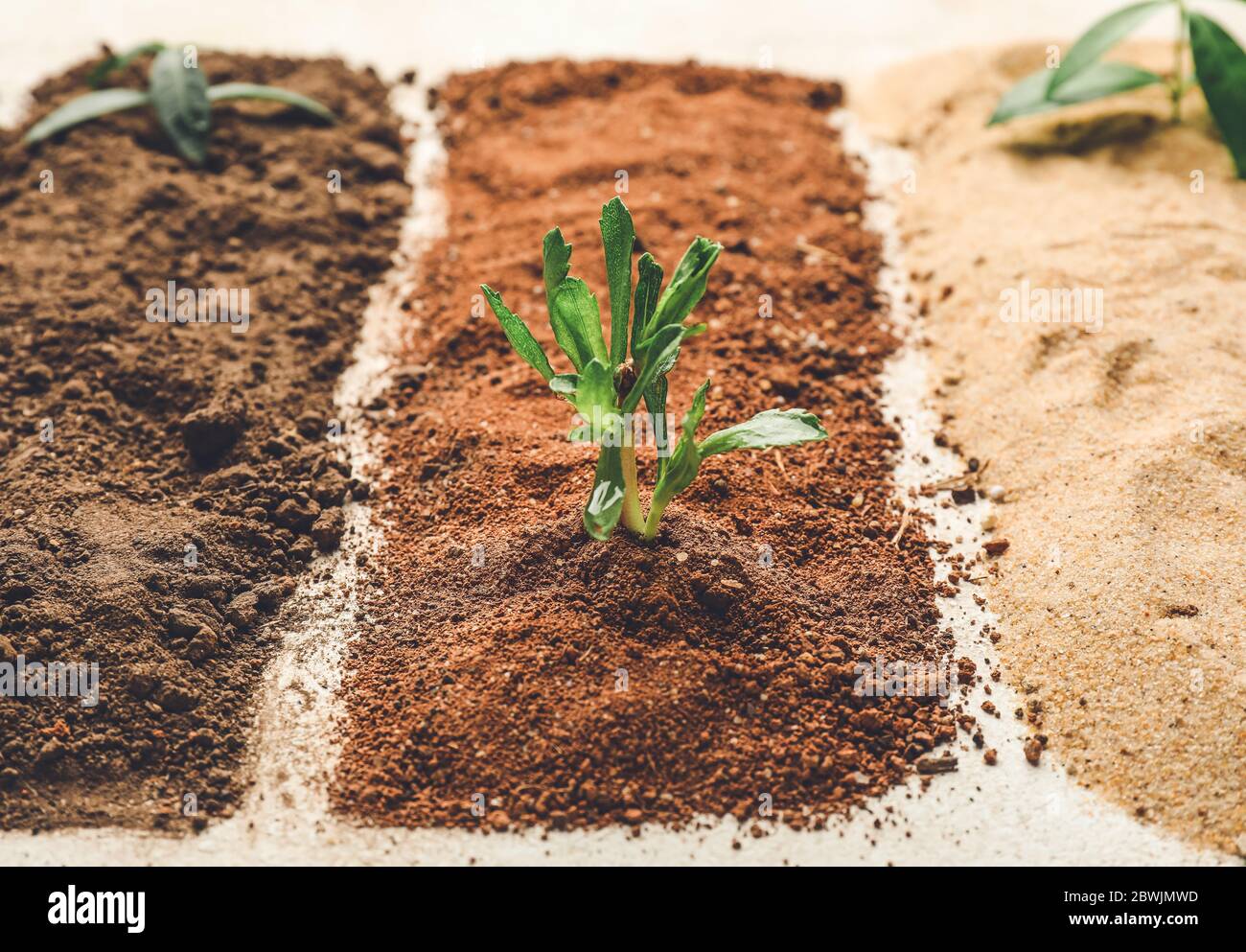 Different types of soil with plants on light background, closeup Stock ...