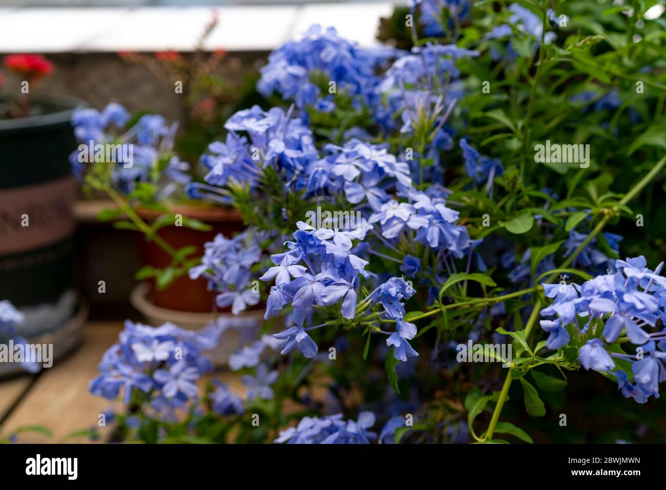 A lush blue flower pill, blue snowflake Stock Photo - Alamy