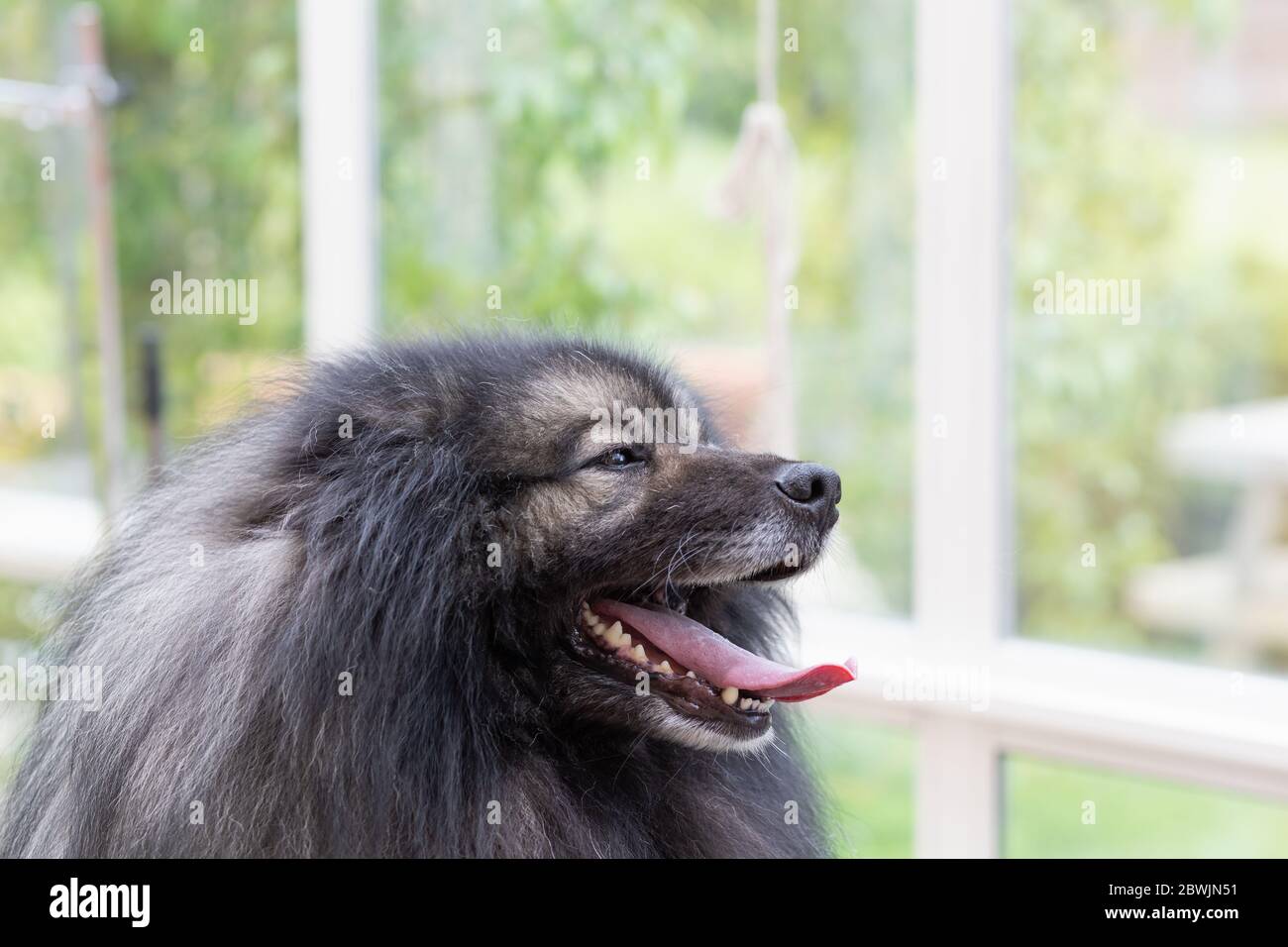 Portrait of Wolf Spitz Dog indoors Stock Photo - Alamy