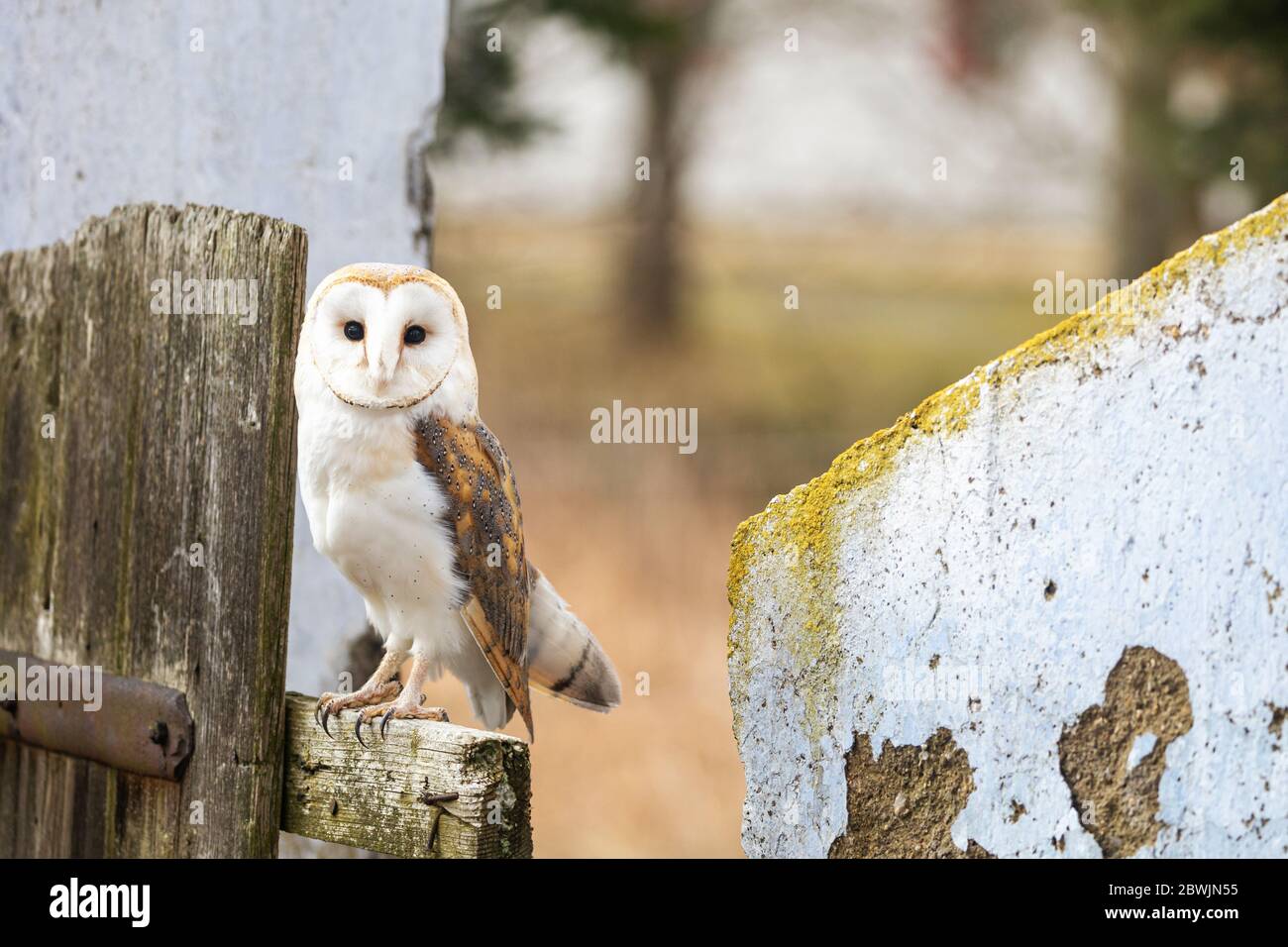 Barn owl sitting on the fence hi-res stock photography and images - Alamy