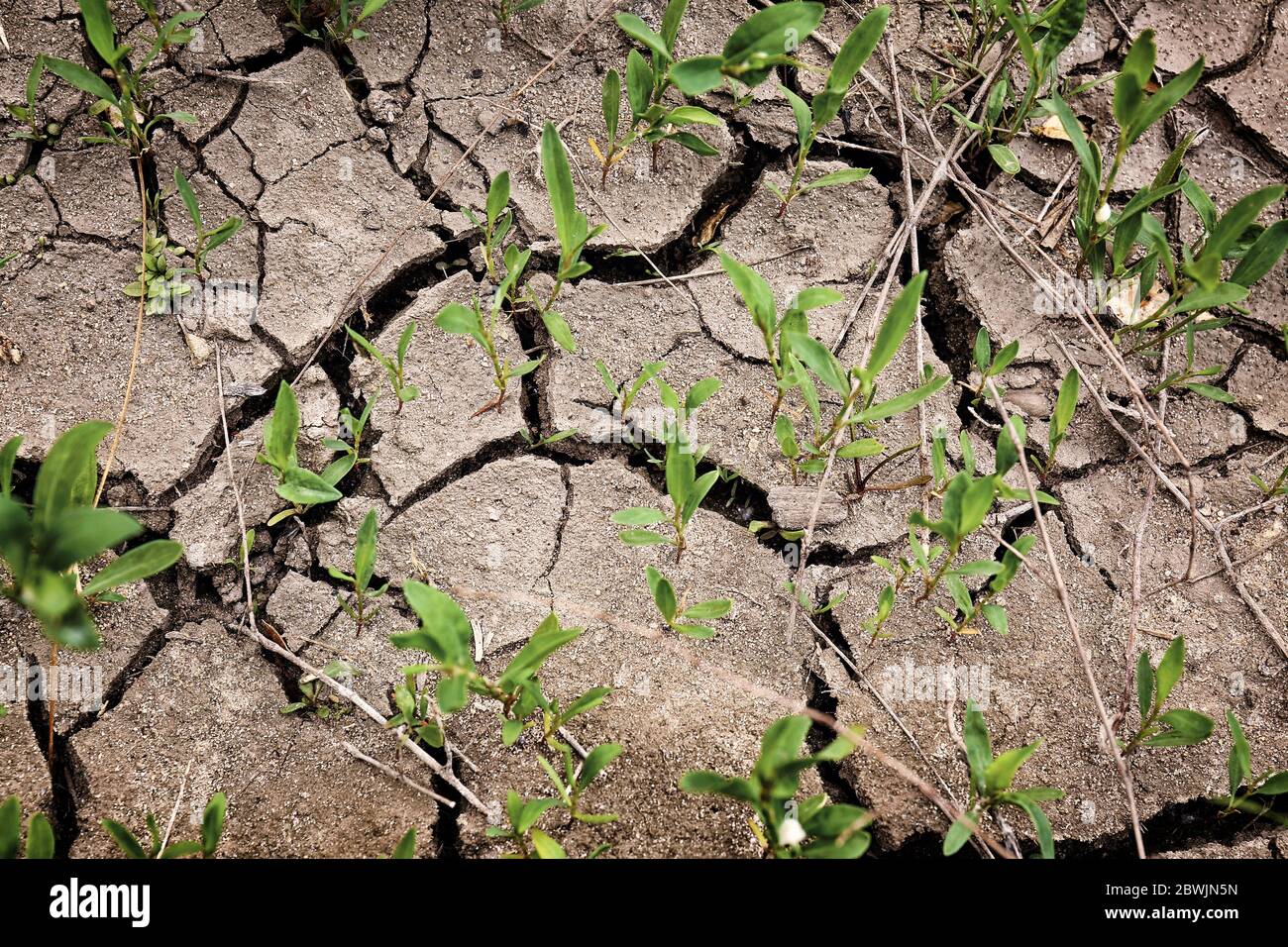 Top view dry plants hi-res stock photography and images - Alamy