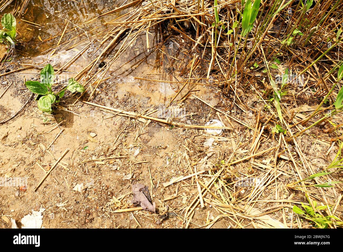 View of garbage near river outdoors. Concept of soil pollution Stock ...