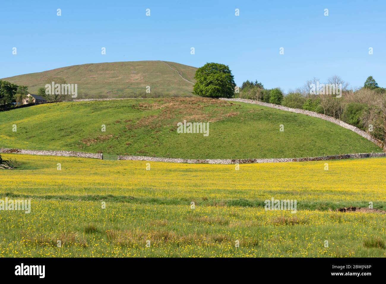 Flower meadow and hills Stock Photo - Alamy