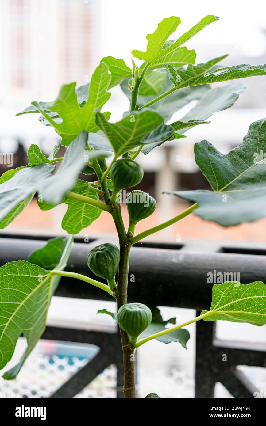 One fig ready to ripen, fig fruit Stock Photo - Alamy
