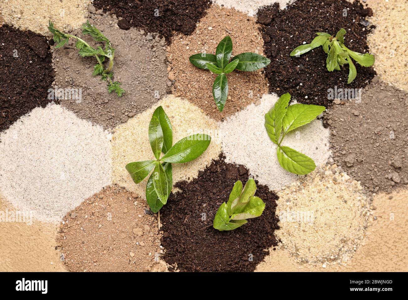 Different types of soil with plants on color background Stock Photo - Alamy