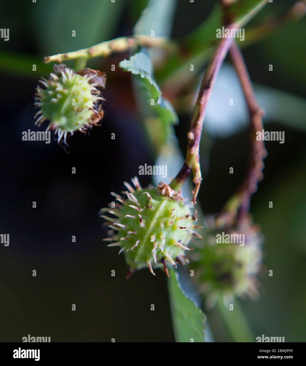 New Horse Chestnuts on the Vine Stock Photo - Alamy