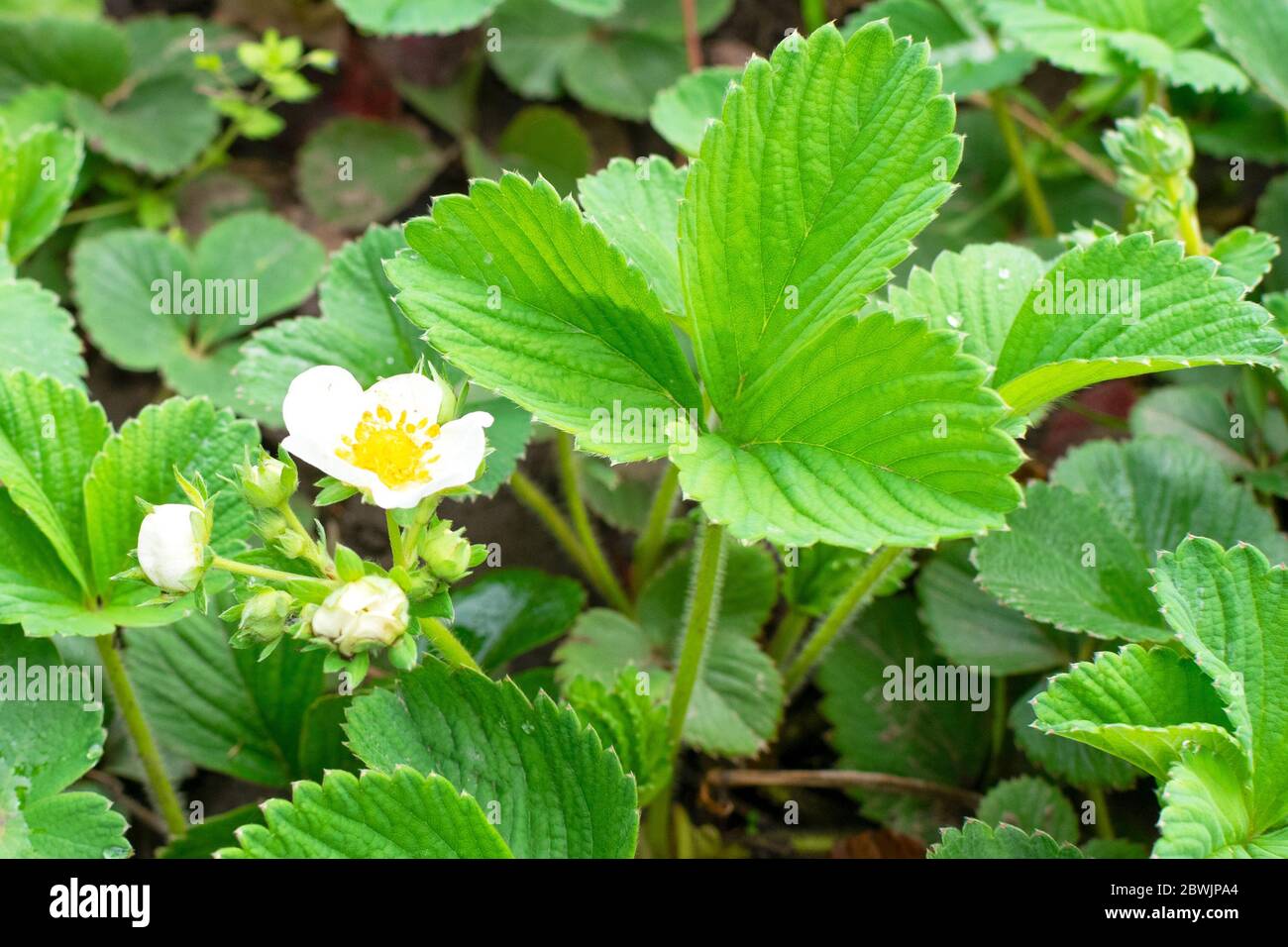 Strawberry plant. Blossoming of strawberry. Wild stawberry bushes ...