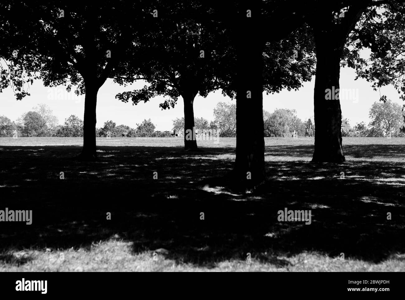 Four trees in silhouette in a park Stock Photo - Alamy
