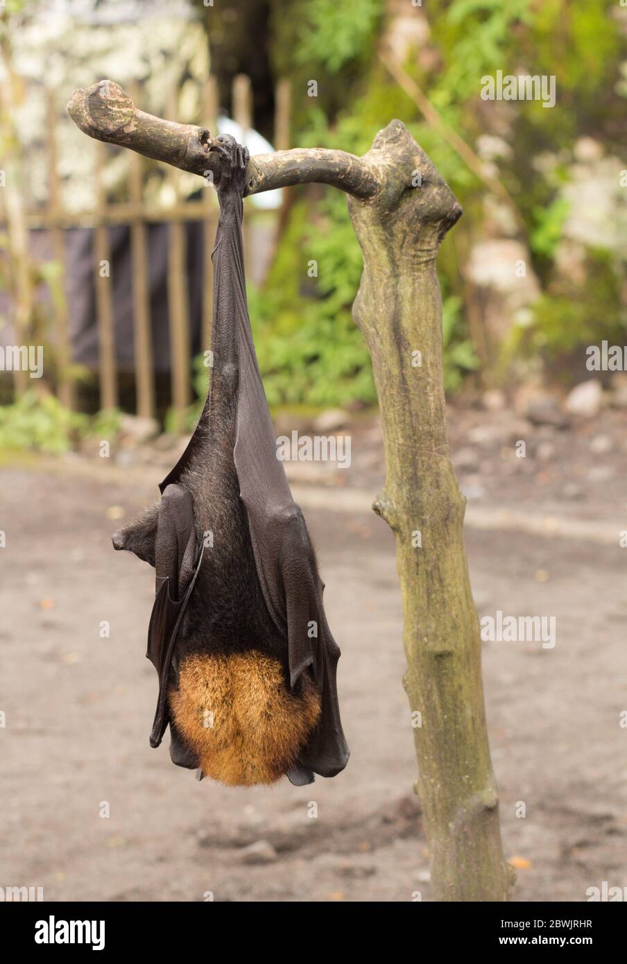 Fruit bat on Bali in Indonesia. Male bat Stock Photo - Alamy