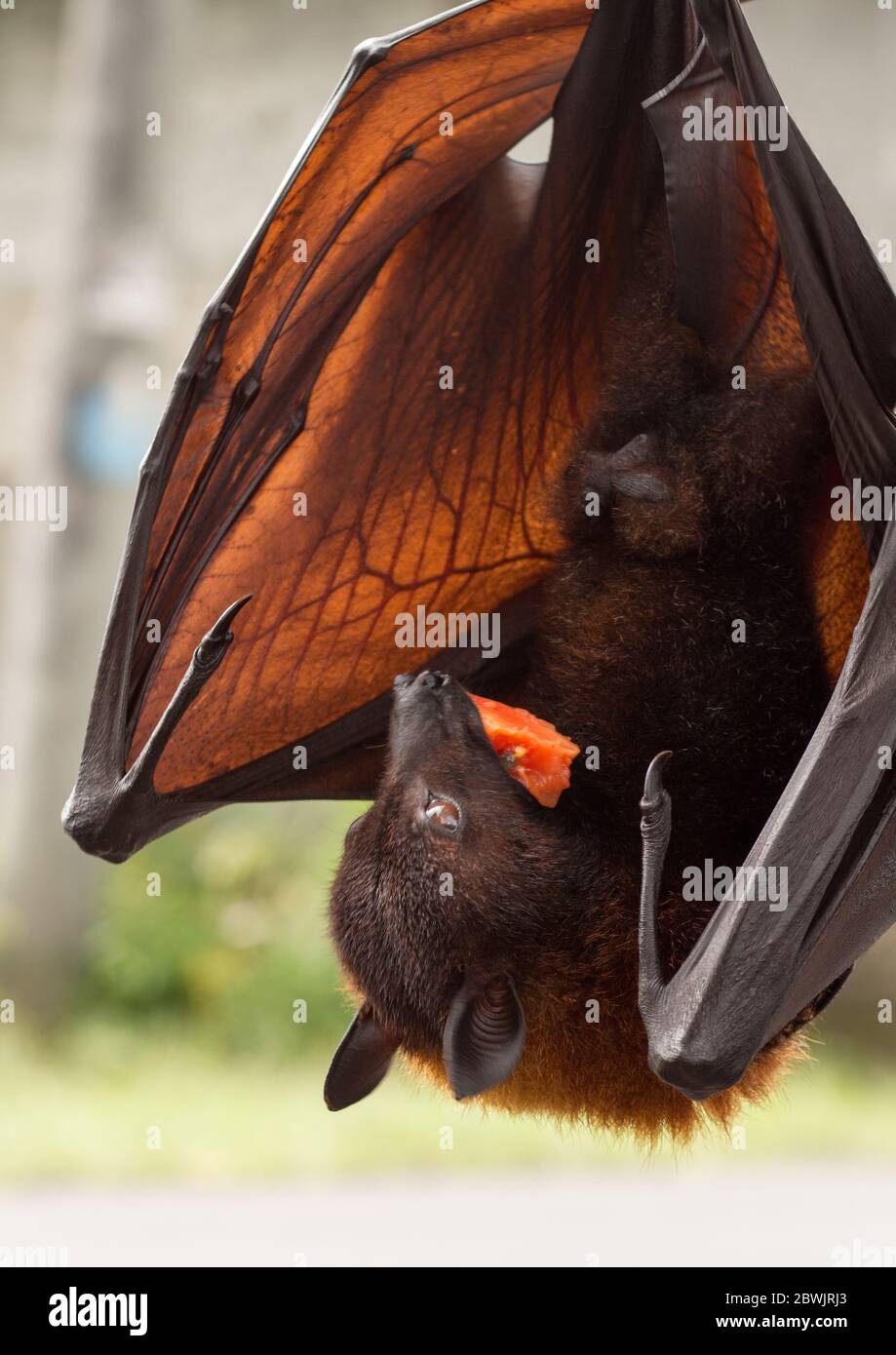 Fruit bat on Bali in Indonesia. Male bat Stock Photo - Alamy