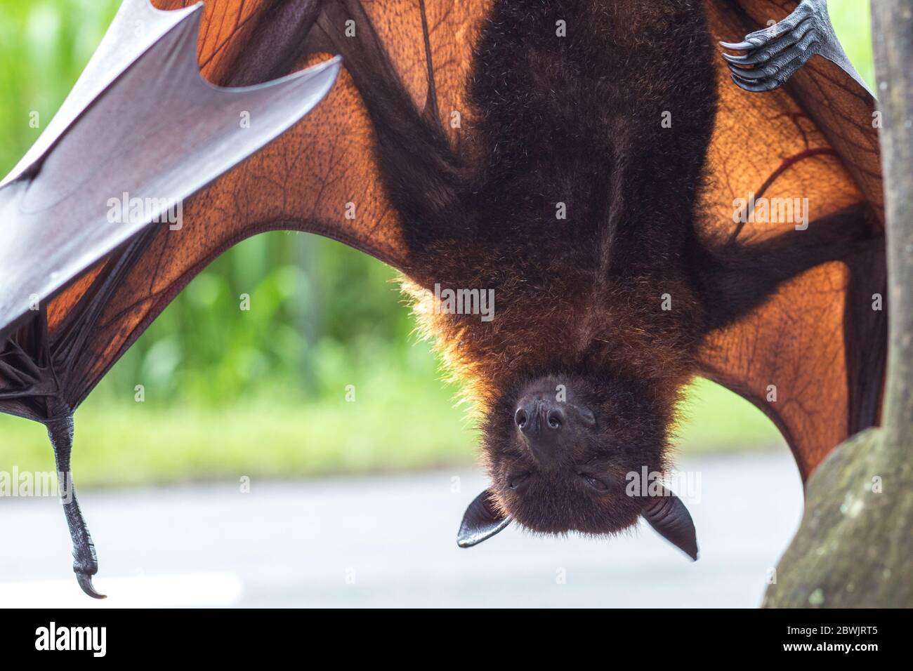 Fruit bat on Bali in Indonesia. Male bat Stock Photo - Alamy