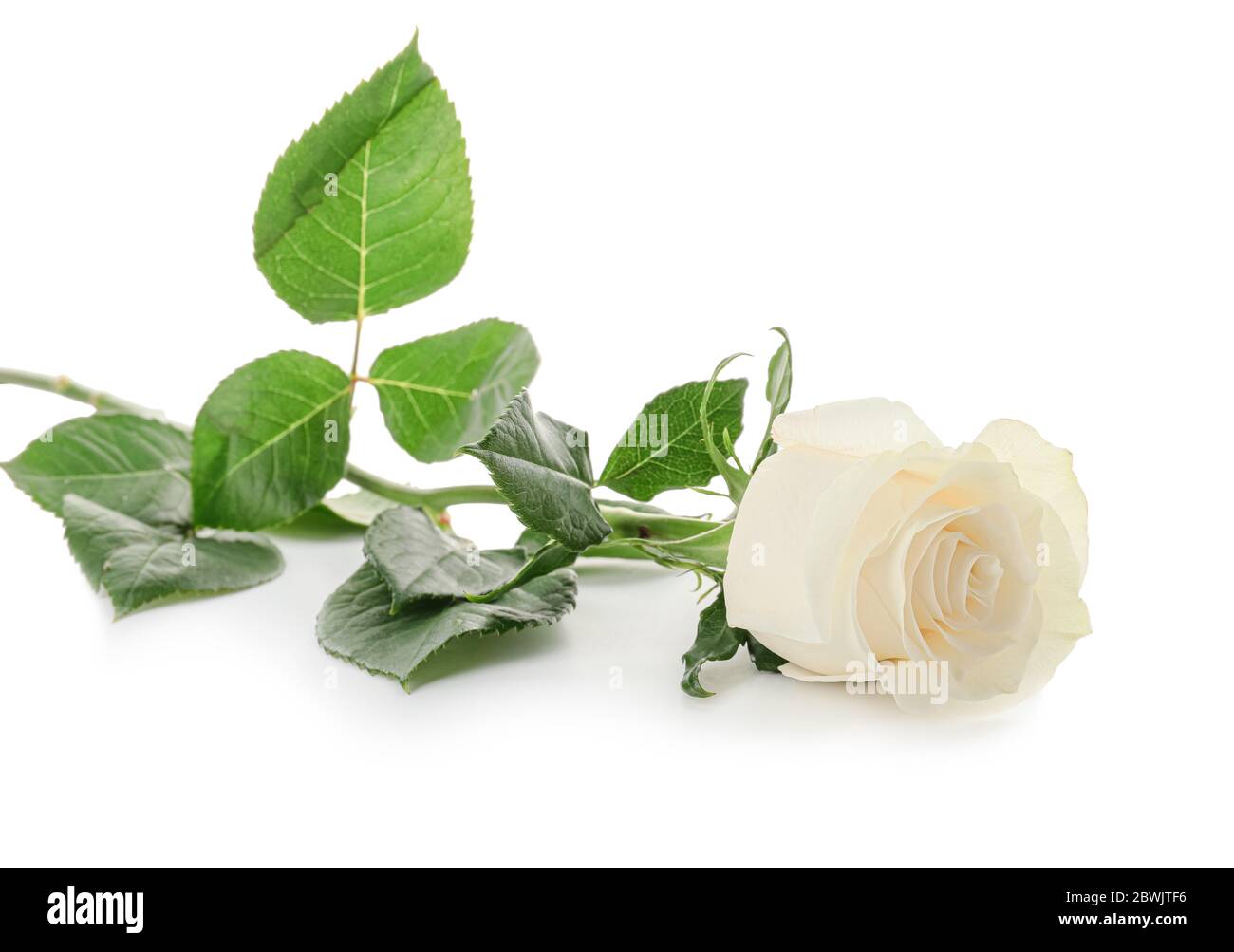 Beautiful rose on white background Stock Photo - Alamy
