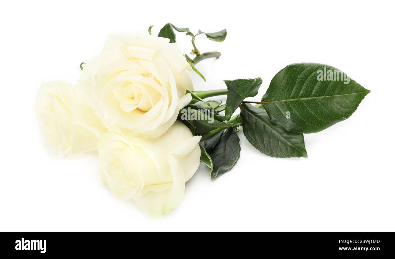 Beautiful roses on white background Stock Photo - Alamy