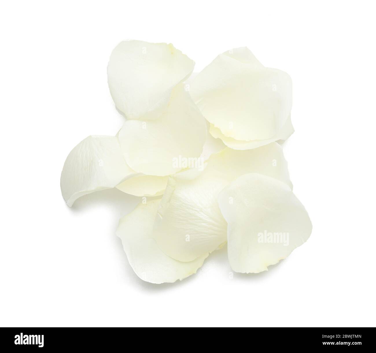 Beautiful rose petals on white background Stock Photo - Alamy