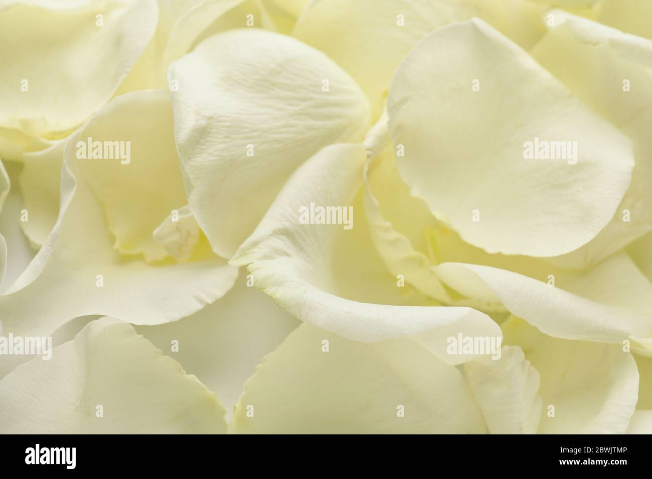 Beautiful white rose petals as background Stock Photo - Alamy