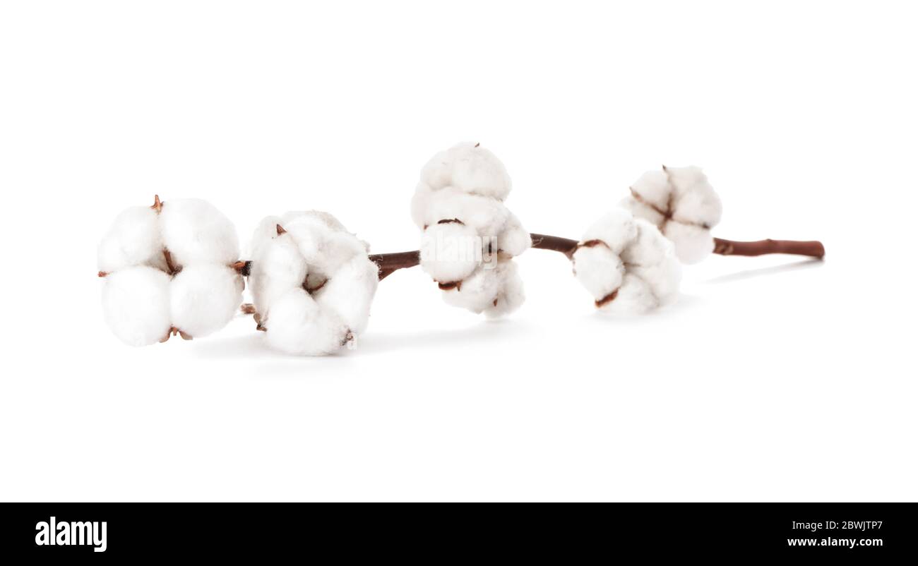 Beautiful cotton branch on hi-res stock photography and images - Alamy