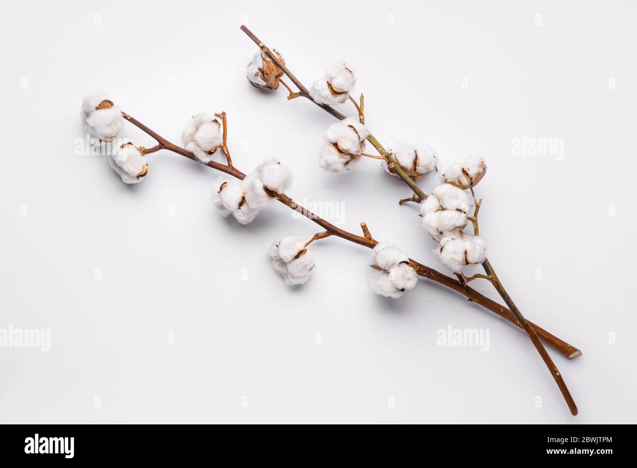 Beautiful cotton branch on hi-res stock photography and images - Alamy