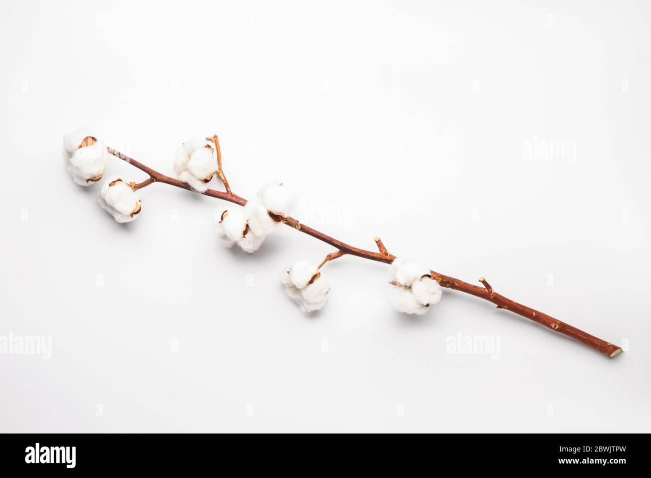 Beautiful cotton branch on white background Stock Photo - Alamy