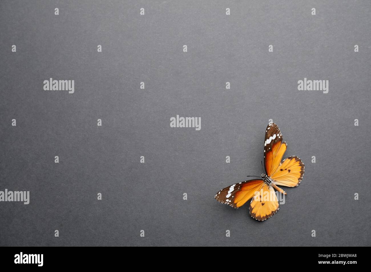 Beautiful butterfly on grey hi-res stock photography and images - Alamy