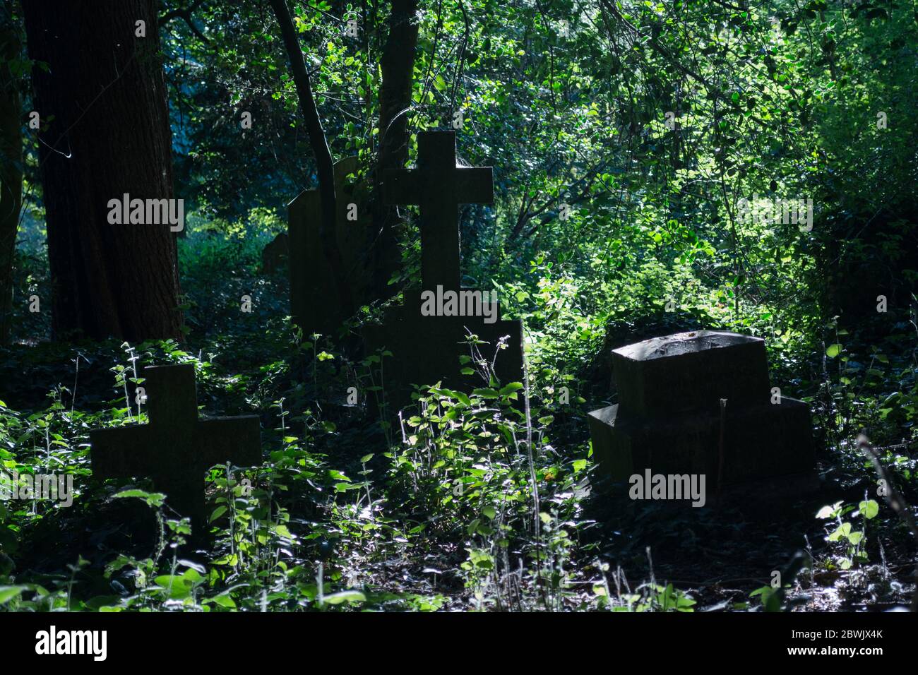 Tombstones in an overgrown and disused graveyard Stock Photo - Alamy