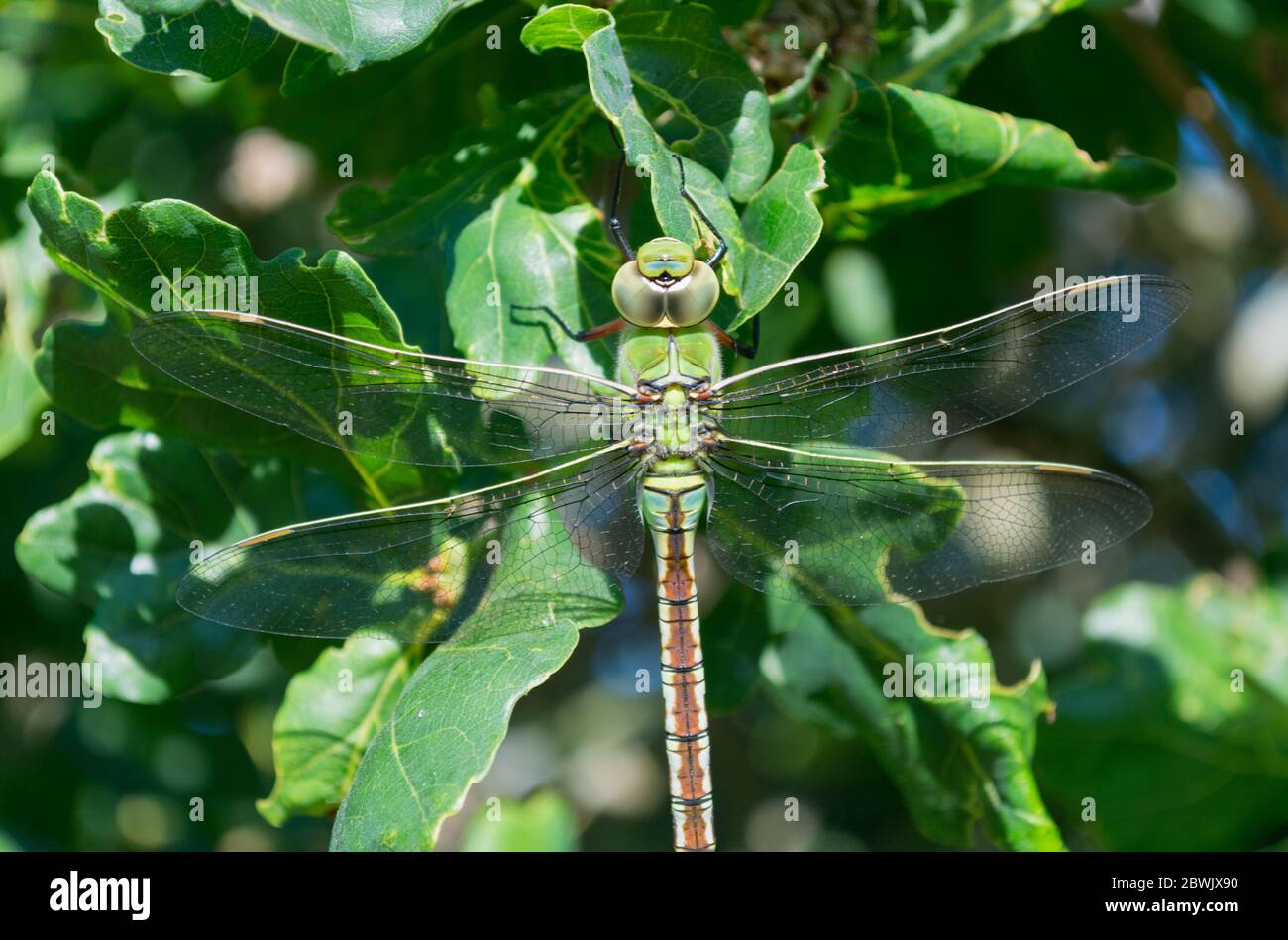 Dragonfly feeding hi-res stock photography and images - Alamy