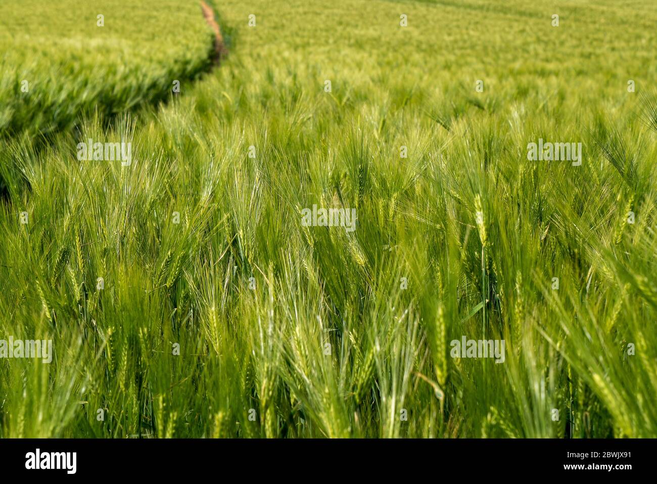 Ripening bearded barley on a bright summer day day. It is a member of ...