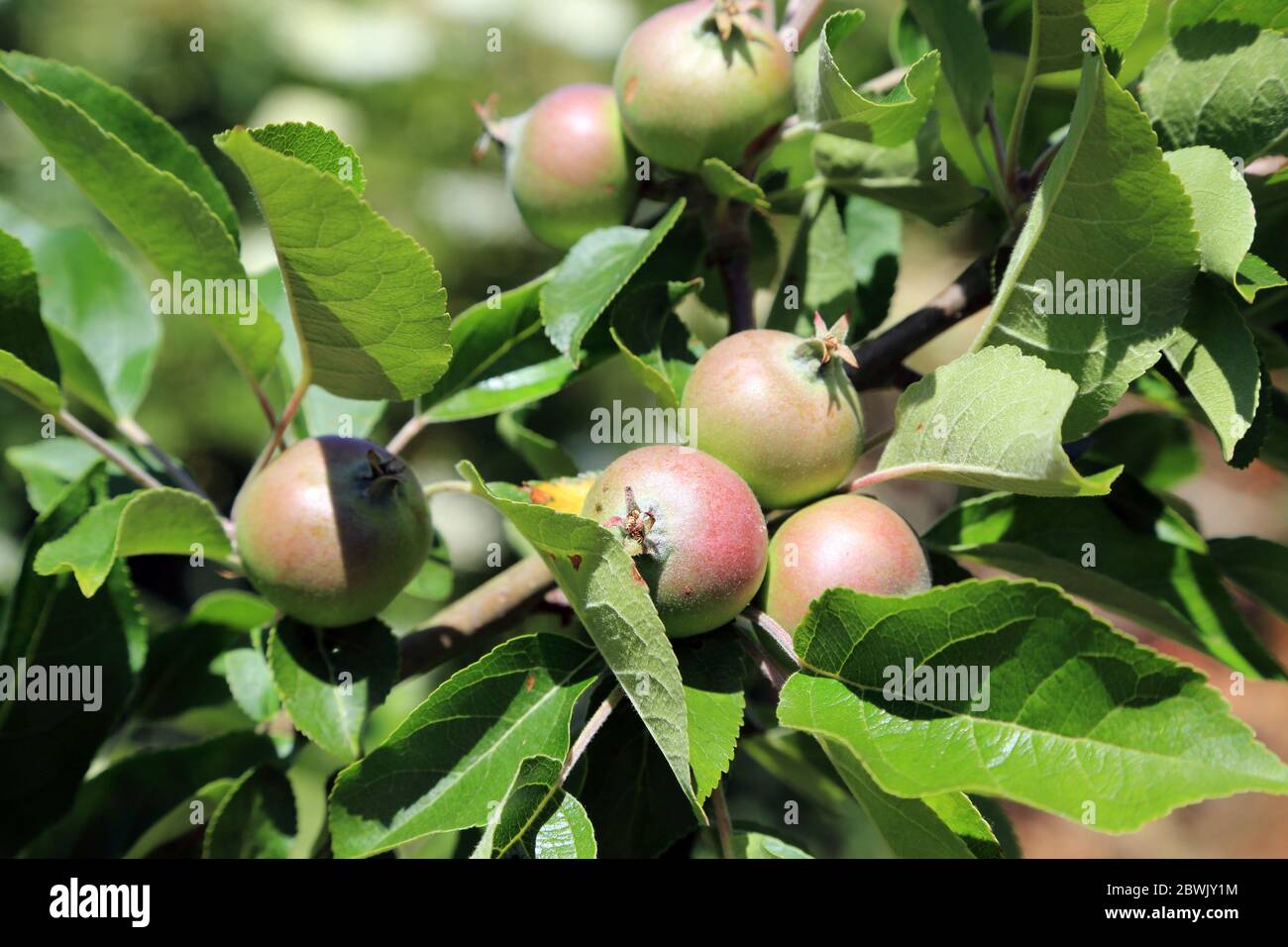 Young apples growing on an apple tree in a garden in Kent, United ...