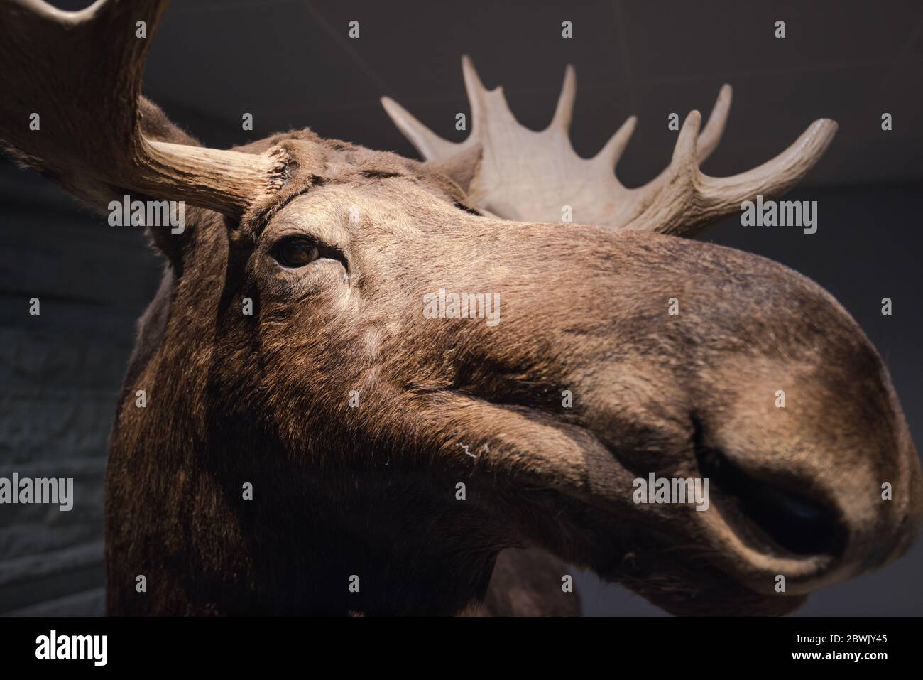 stuffed moose head Stock Photo - Alamy