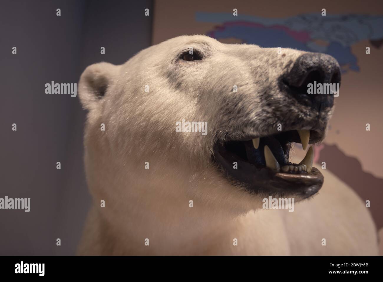 Polar Bear head closeup Stock Photo - Alamy