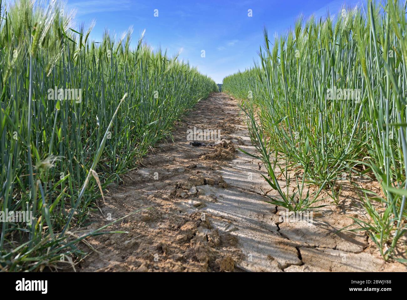 Crossing wheat hi-res stock photography and images - Alamy