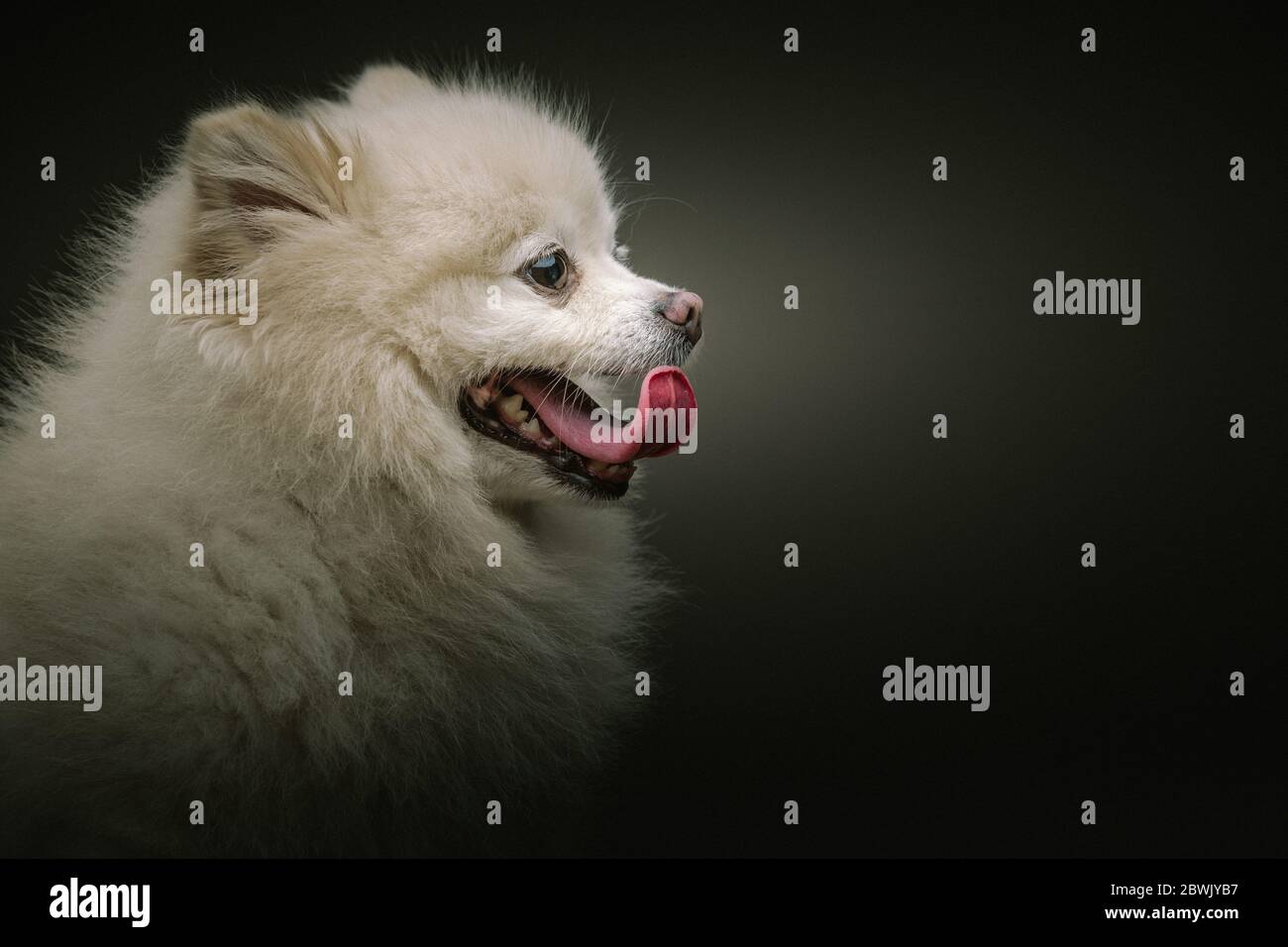 Adorable Spitz Dog. Studio shot. Moody dark lighting, dark background ...