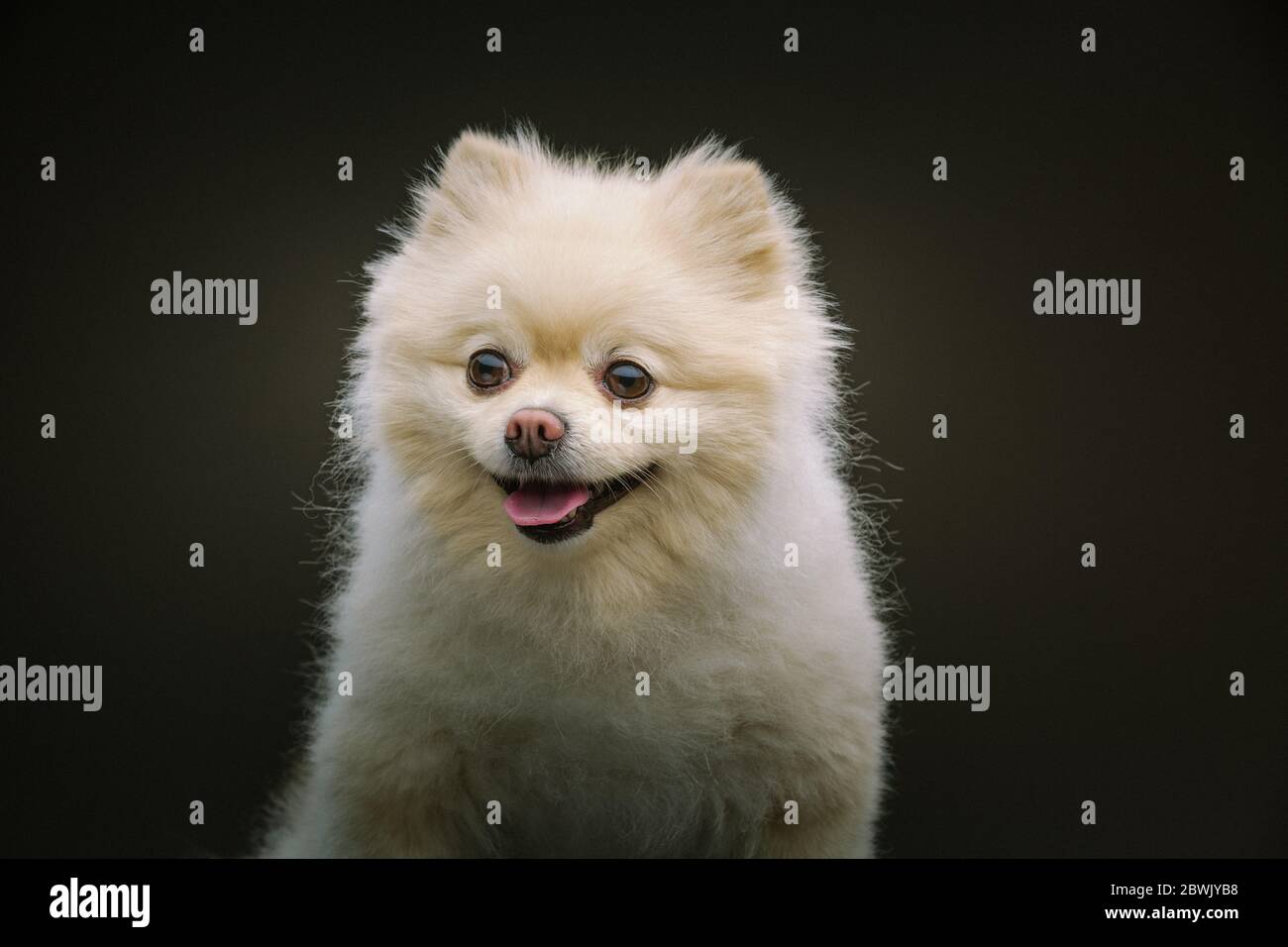 Adorable Spitz Dog. Studio shot. Moody dark lighting, dark background ...