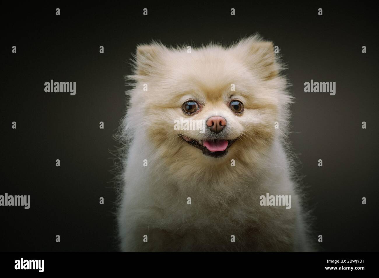 Adorable Spitz Dog. Studio shot. Moody dark lighting, dark background ...