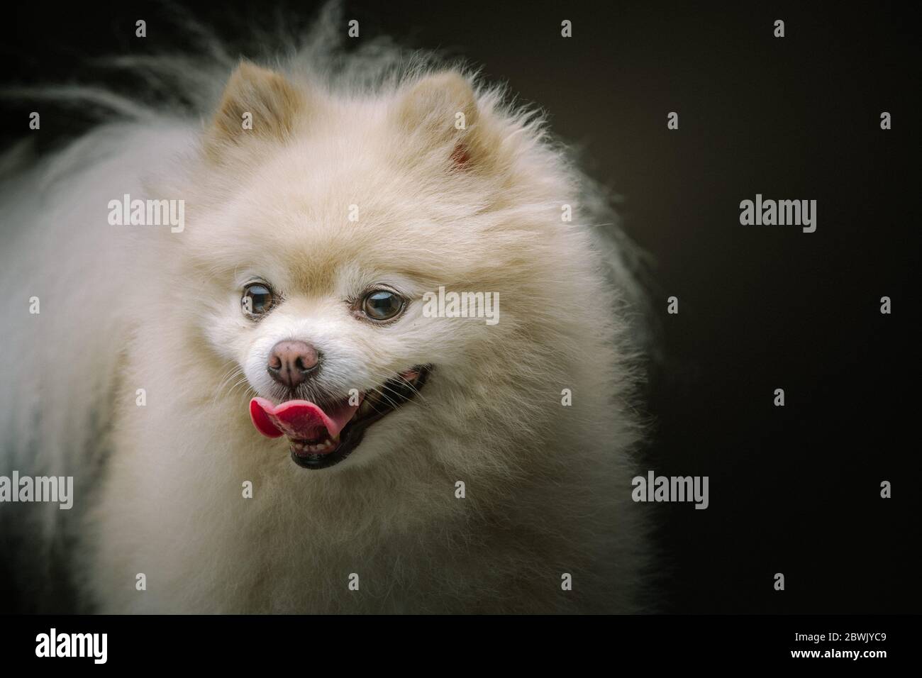 Adorable Spitz Dog. Studio shot. Moody dark lighting, dark background ...