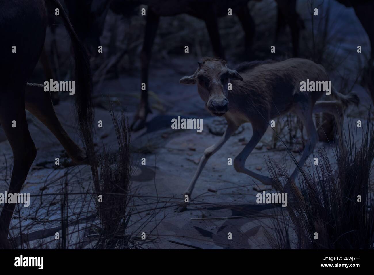 gun cub in the wildebeests under the moonlight Stock Photo - Alamy