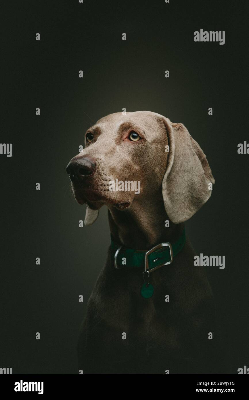 Purebred Weimaraner dog. Studio shot. Moody dark lighting, dark ...