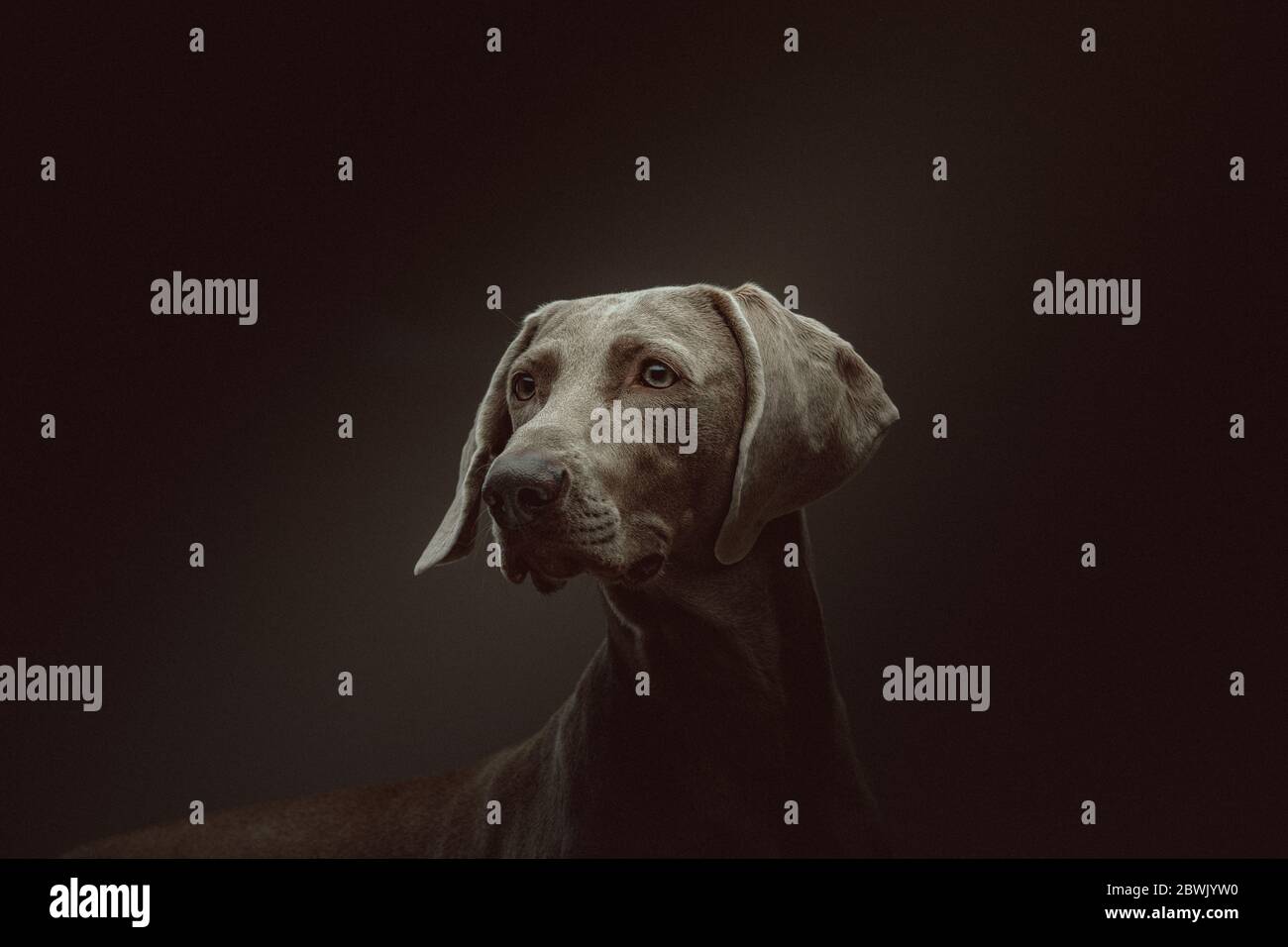 Purebred Weimaraner dog. Studio shot. Moody dark lighting, dark ...