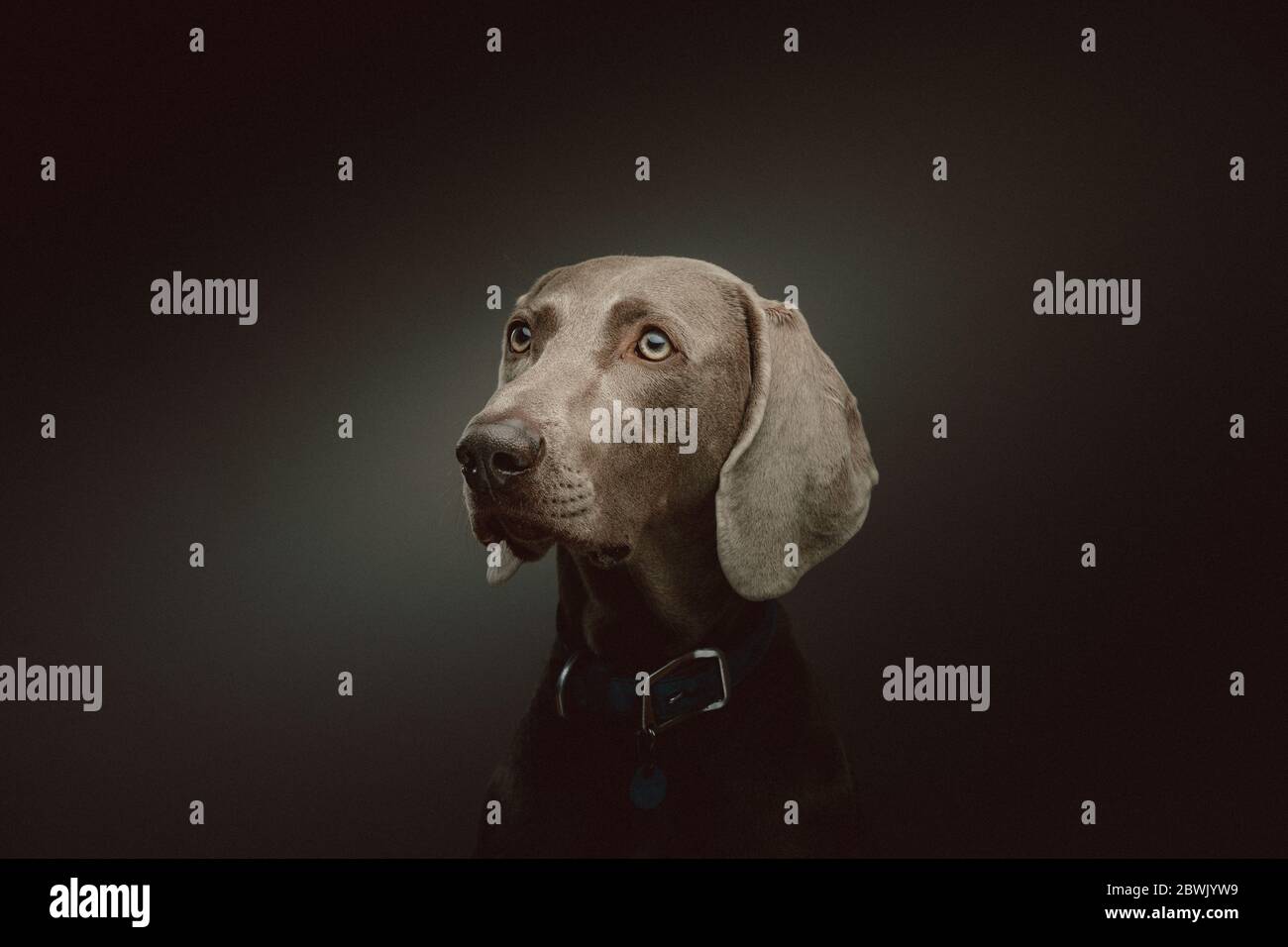 Purebred Weimaraner dog. Studio shot. Moody dark lighting, dark ...