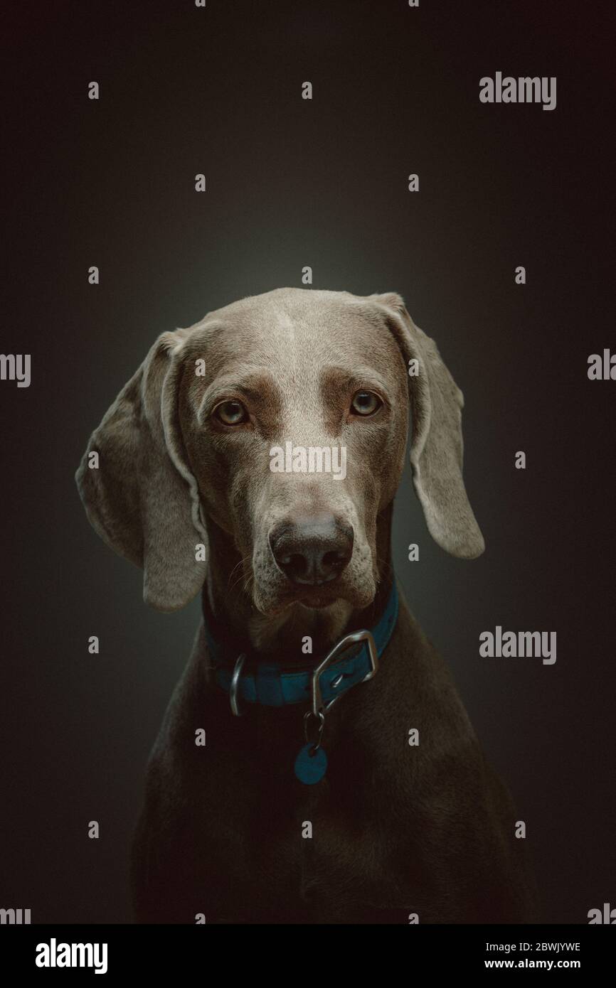 Purebred Weimaraner dog. Studio shot. Moody dark lighting, dark ...