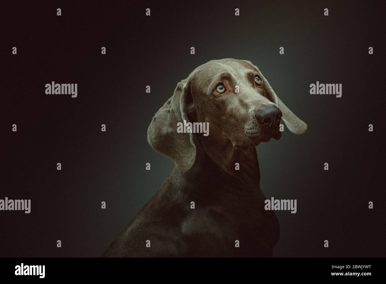 Purebred Weimaraner dog. Studio shot. Moody dark lighting, dark ...