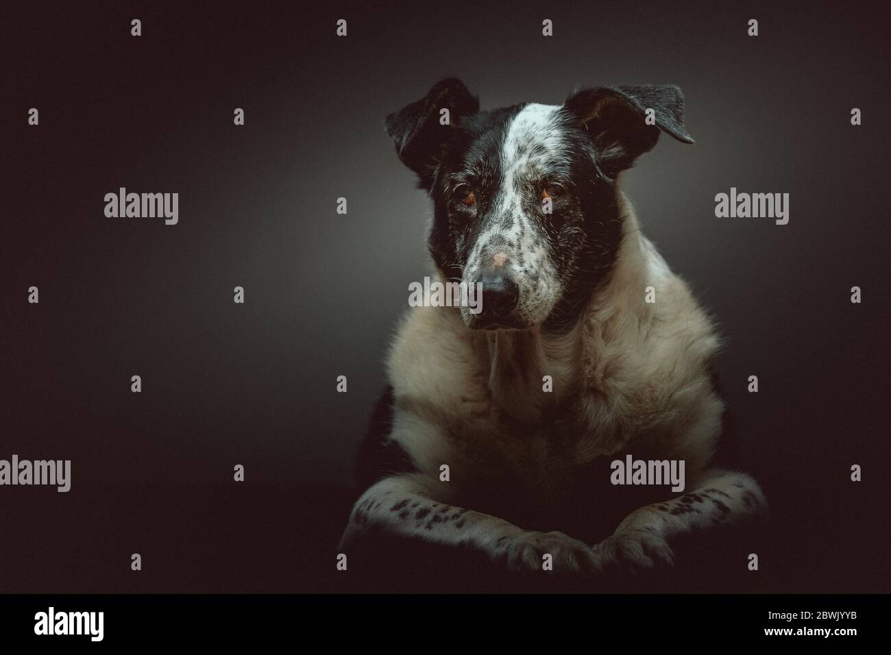 Old sad mixed-breed dog. Studio shot. Moody dark lighting, dark ...