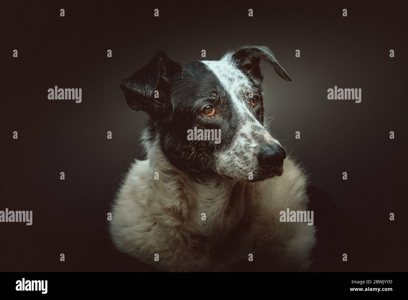 Old sad mixed-breed dog. Studio shot. Moody dark lighting, dark ...