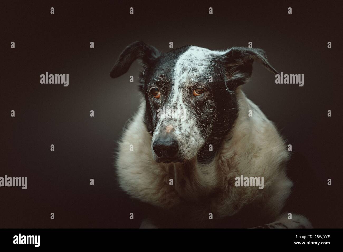 Old sad mixed-breed dog. Studio shot. Moody dark lighting, dark ...