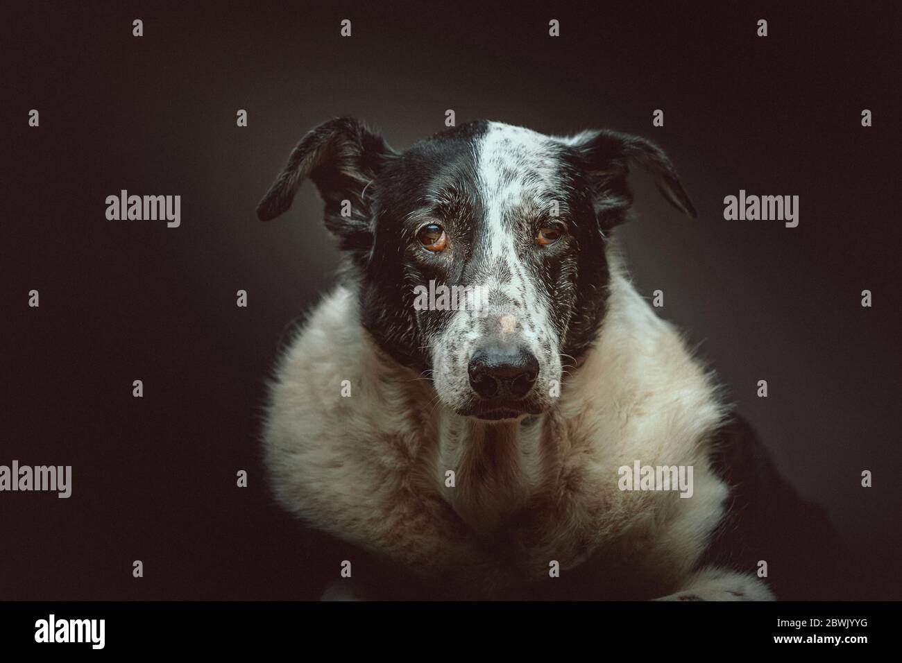 Old sad mixed-breed dog. Studio shot. Moody dark lighting, dark ...