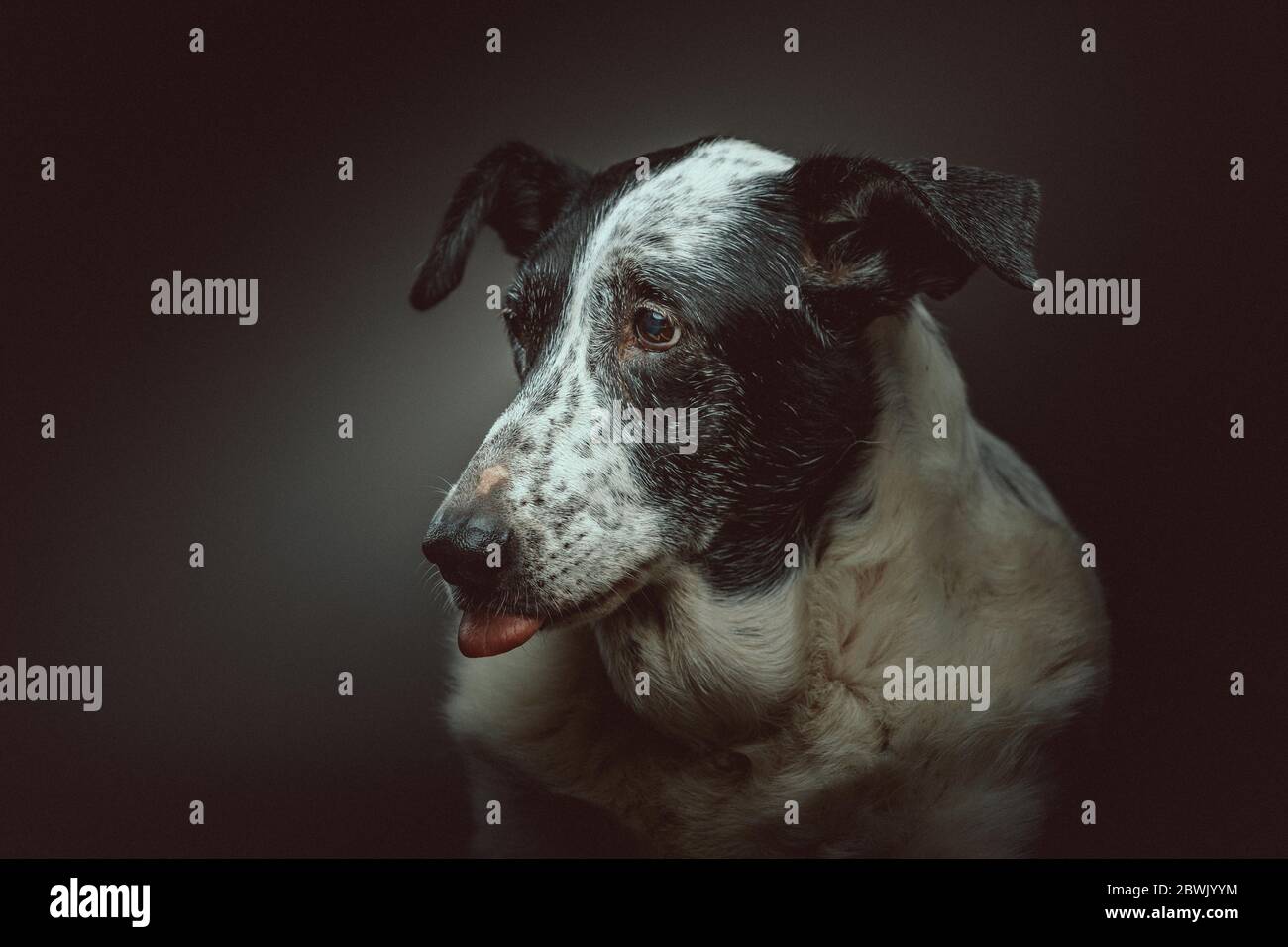 Old sad mixed-breed dog. Studio shot. Moody dark lighting, dark ...